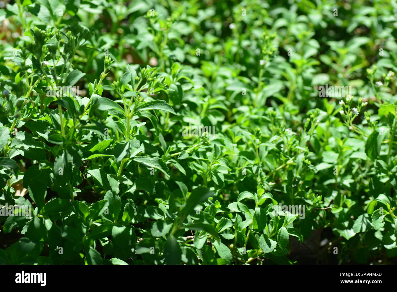 Stevia rebaudiana is a plant species in the genus Stevia of the ...