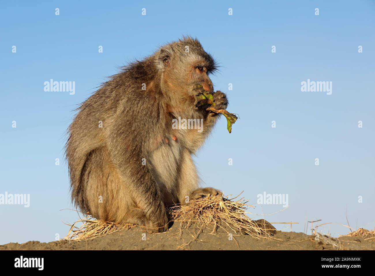 Balinese long-tailed monkey (Macaca fascicularis), Ubud, Bali ...