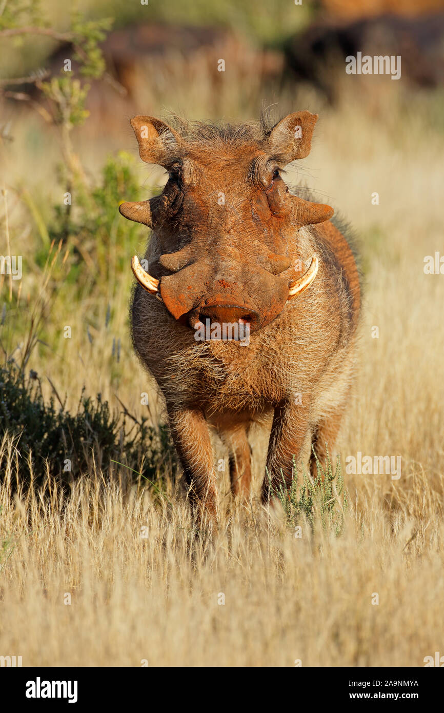 A large warthog (Phacochoerus africanus) in natural habitat, South ...