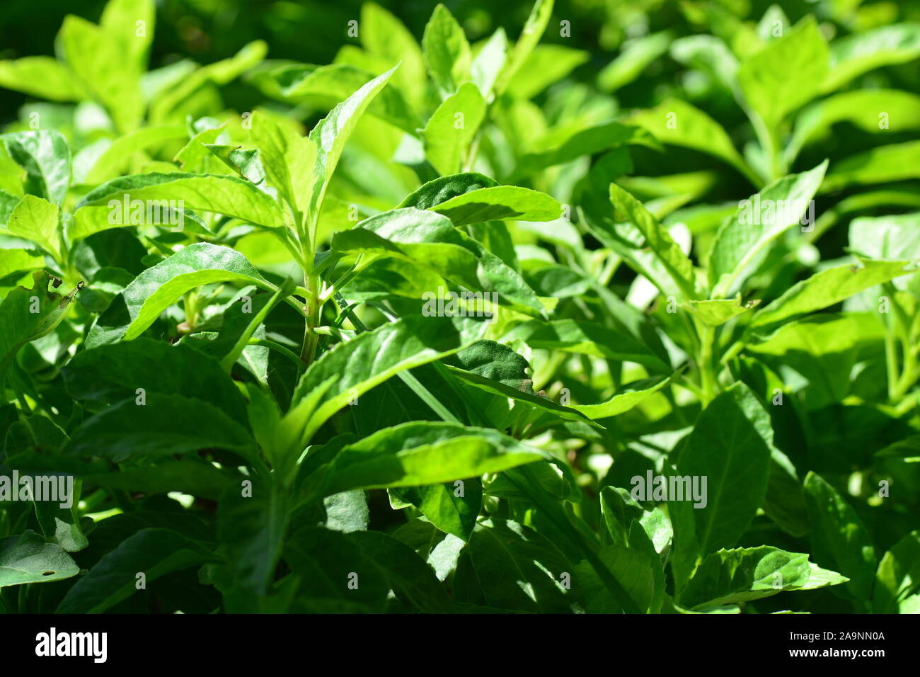 Longevity Spinach, also known as Gynura Procumbens, is a vegetable that ...
