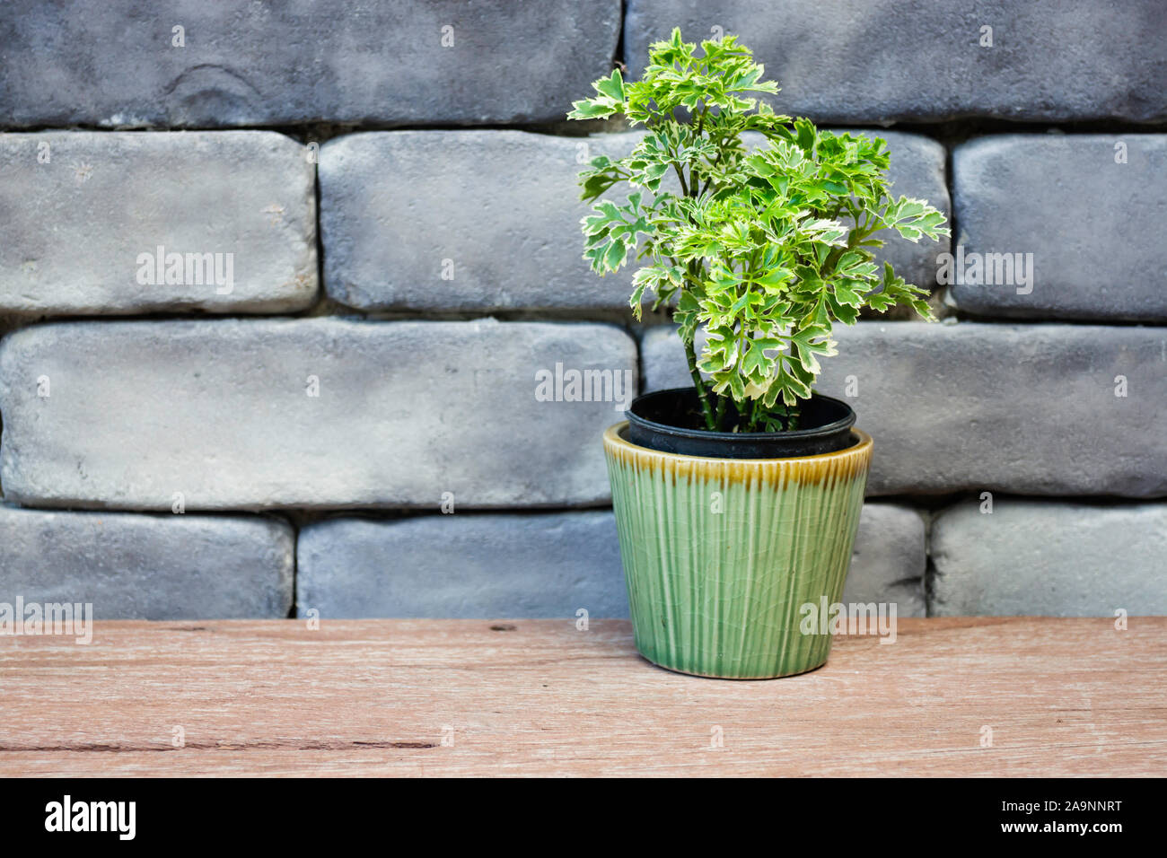 Mini green leaves plant pot, stock photo Stock Photo - Alamy