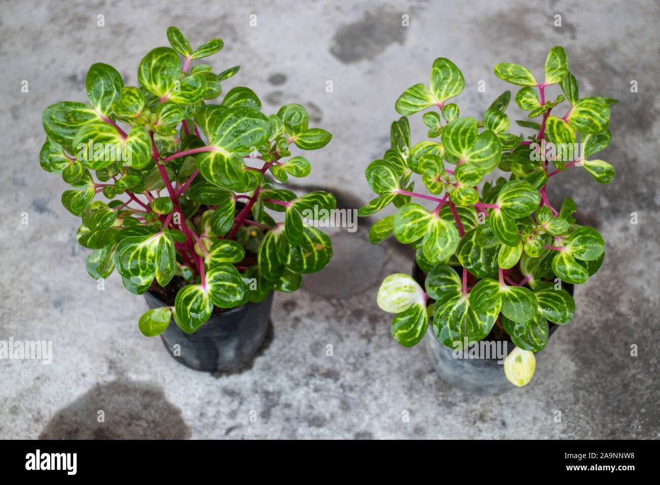 Mini plant pot nature background, stock photo Stock Photo - Alamy