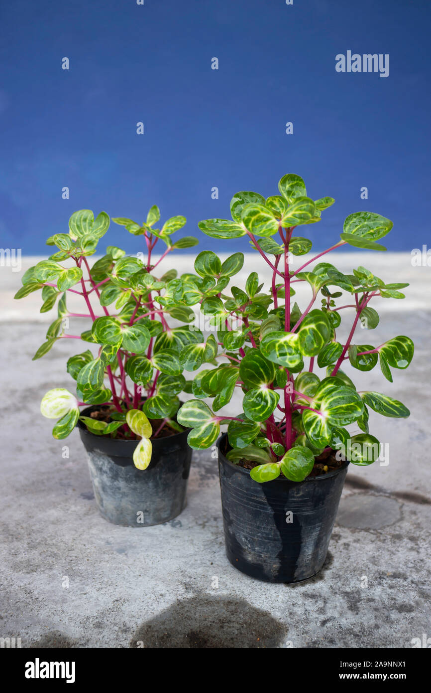 Mini plant pot nature background, stock photo Stock Photo - Alamy