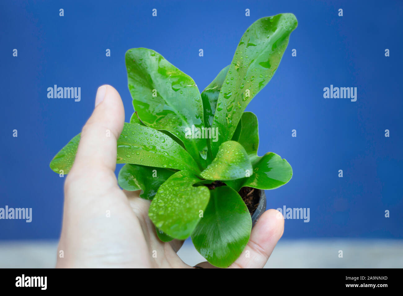 Mini plant on hand hi-res stock photography and images - Alamy