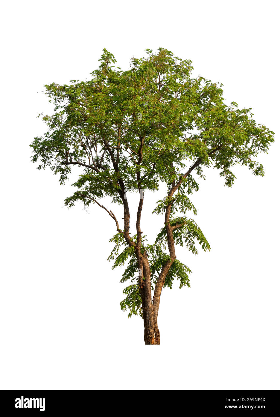 single tree isolated on white background with clipping path Stock Photo ...