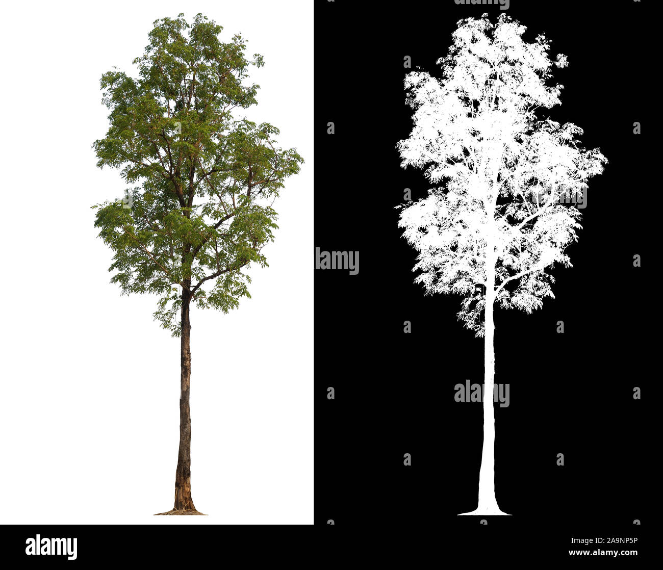 isolated tree on white background with clipping path and alpha channel ...