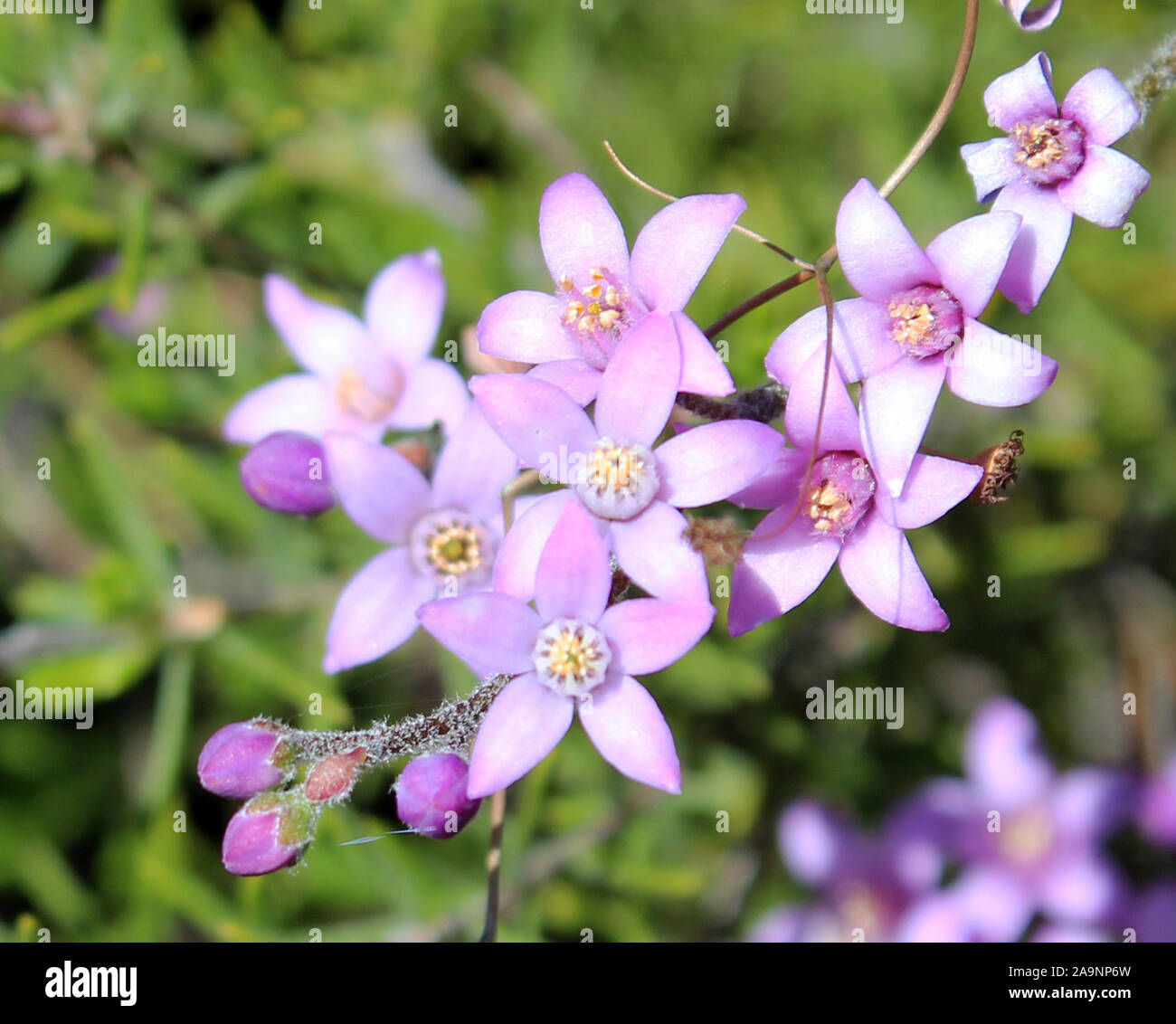 Boronia plant flowers hi-res stock photography and images - Alamy
