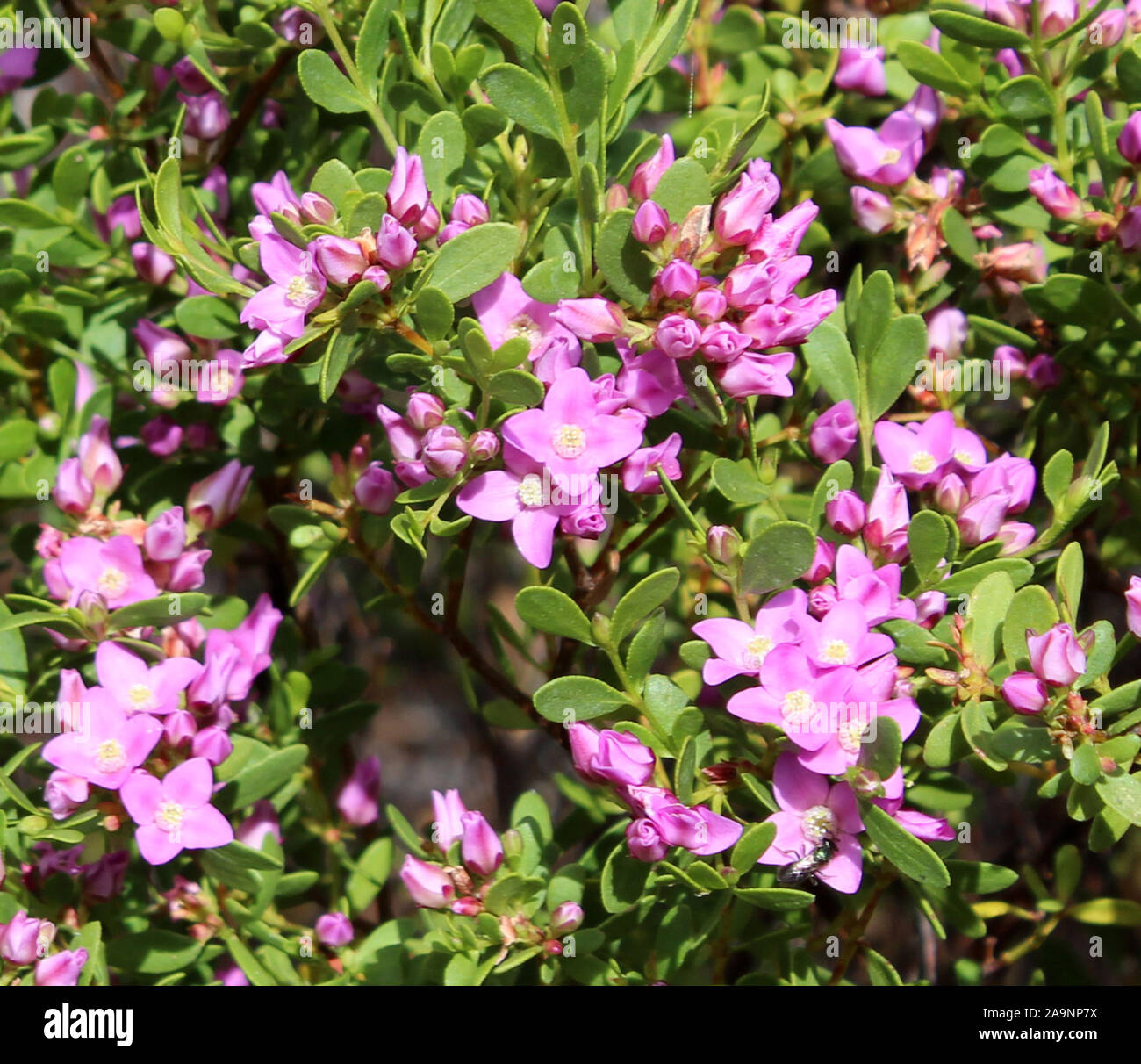 Boronia plant flowers hi-res stock photography and images - Alamy