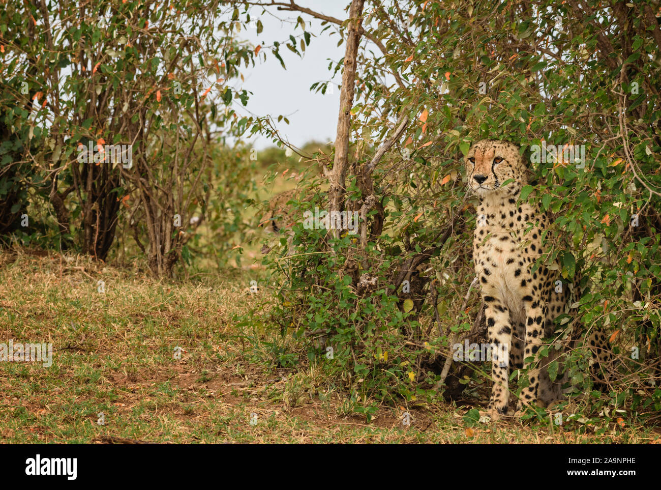 Cheetah in the bushes in Maasai Mara, Kenya Stock Photo - Alamy