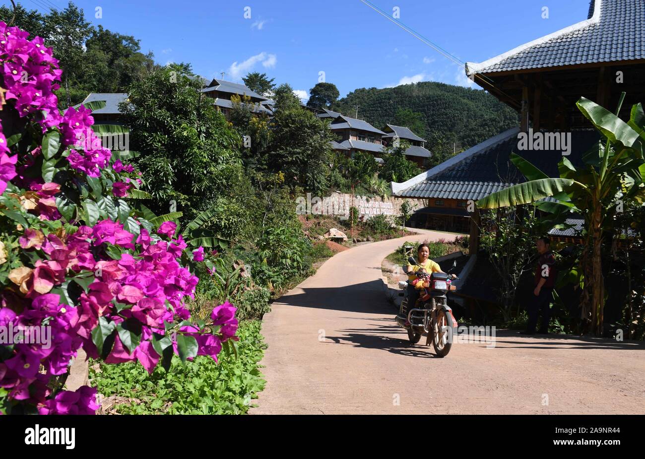 Mengla, China's Yunnan Province. 16th Nov, 2019. A woman rides a ...