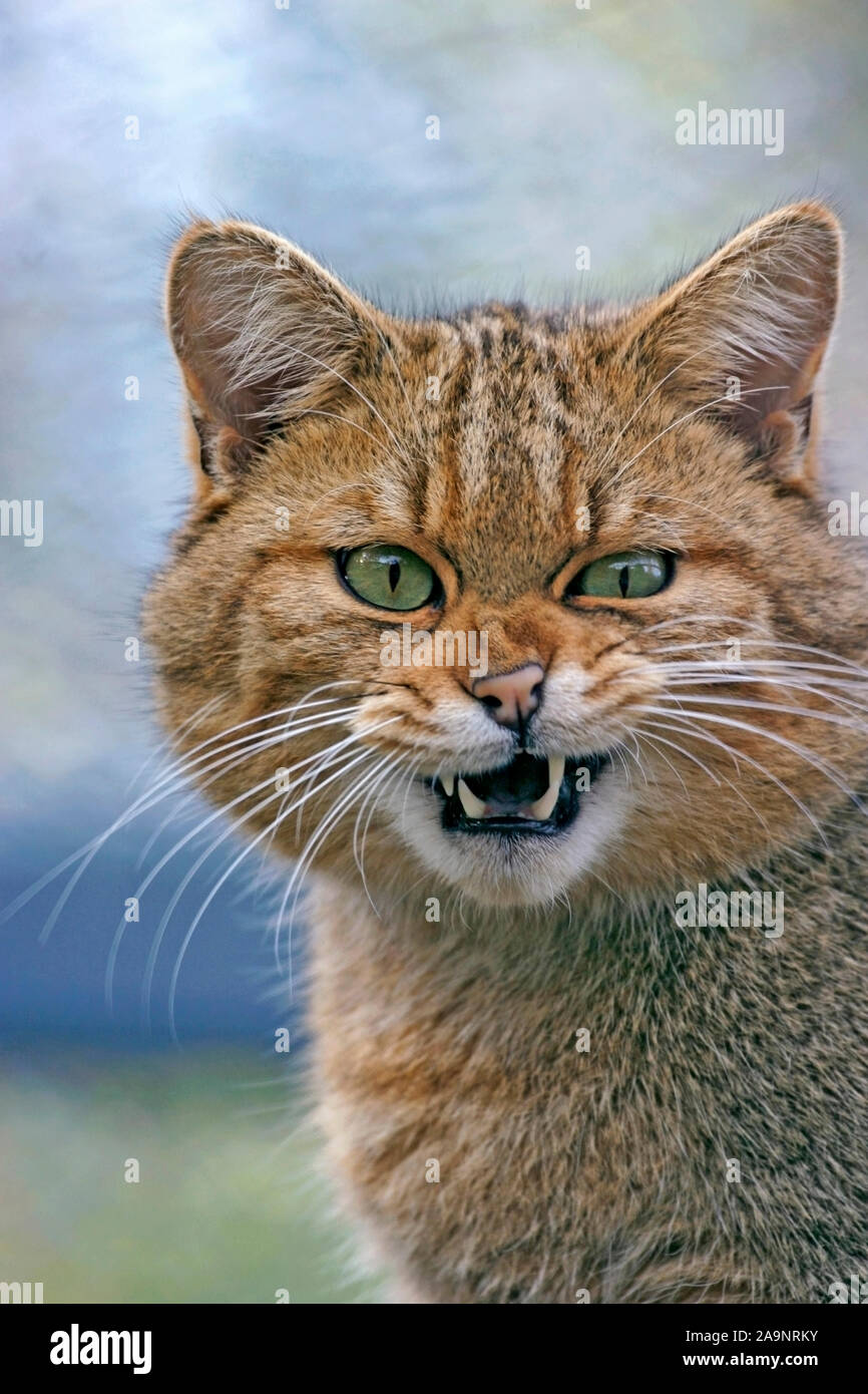 European Wildcat hissing, portrait close up Stock Photo - Alamy