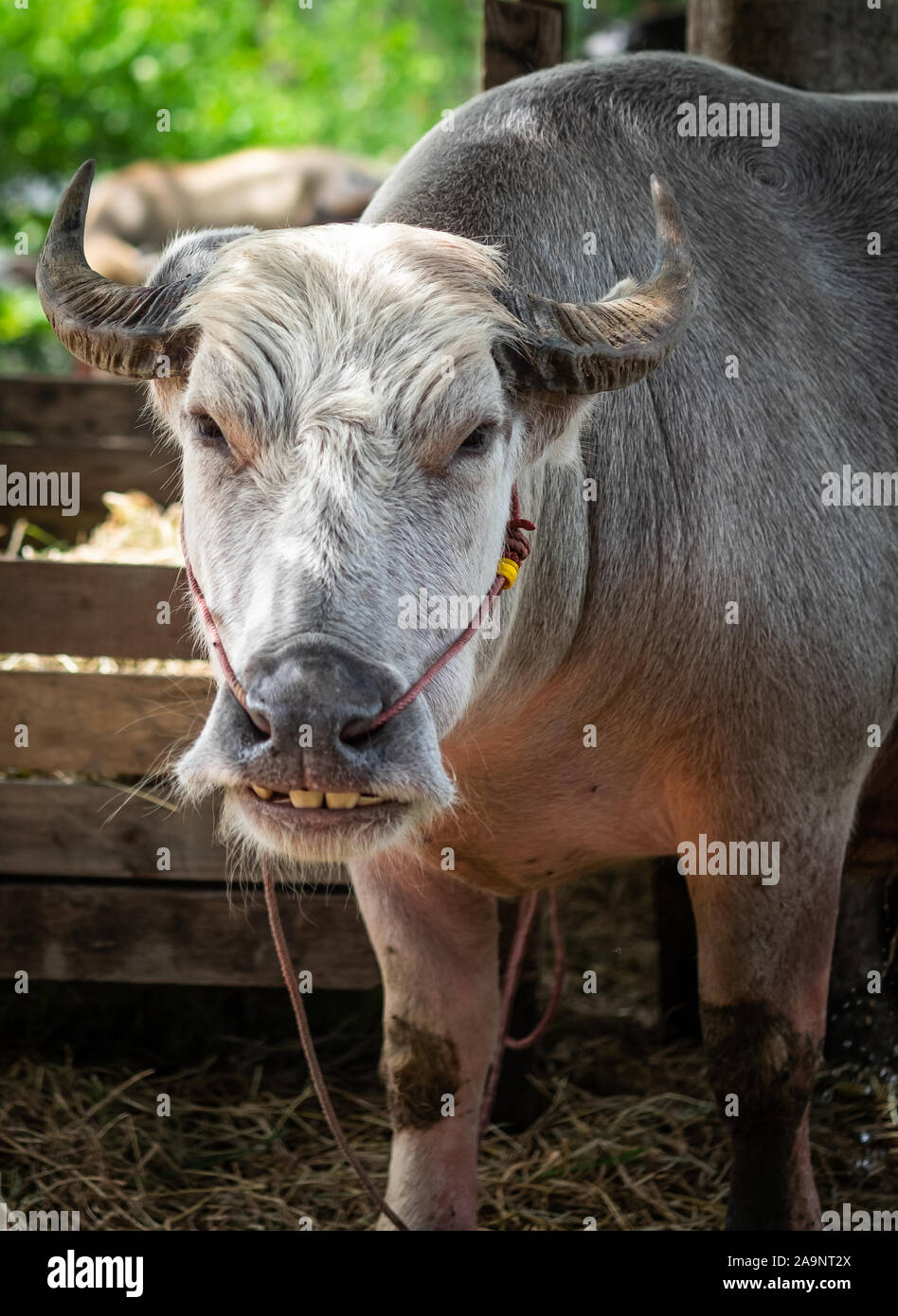 Buffalo zoo animals hi-res stock photography and images - Alamy