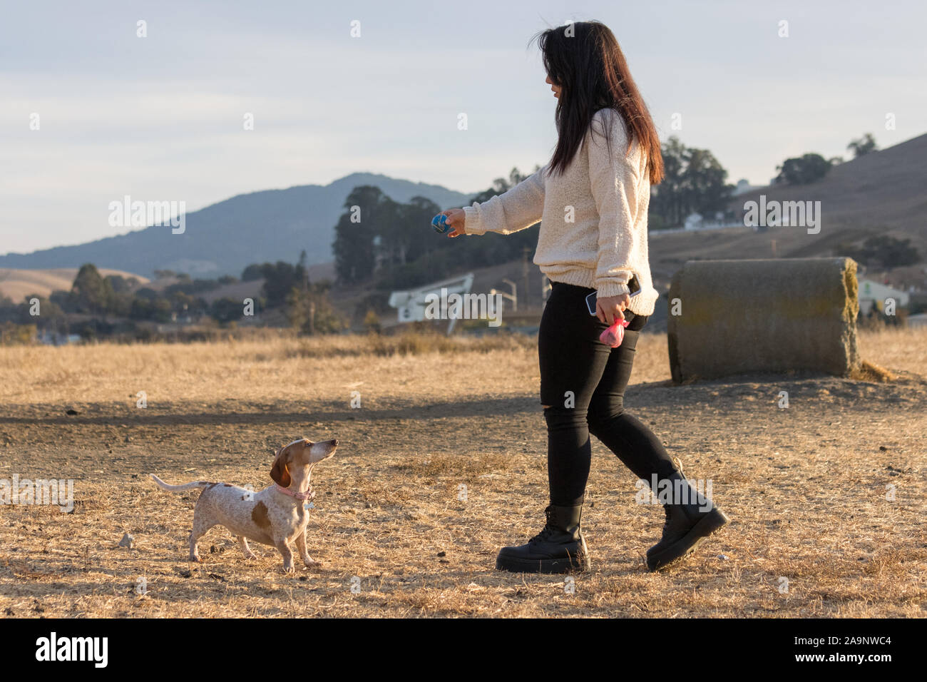 Petaluma, California, USA. 16th November, 2019. "Chef," a very ...