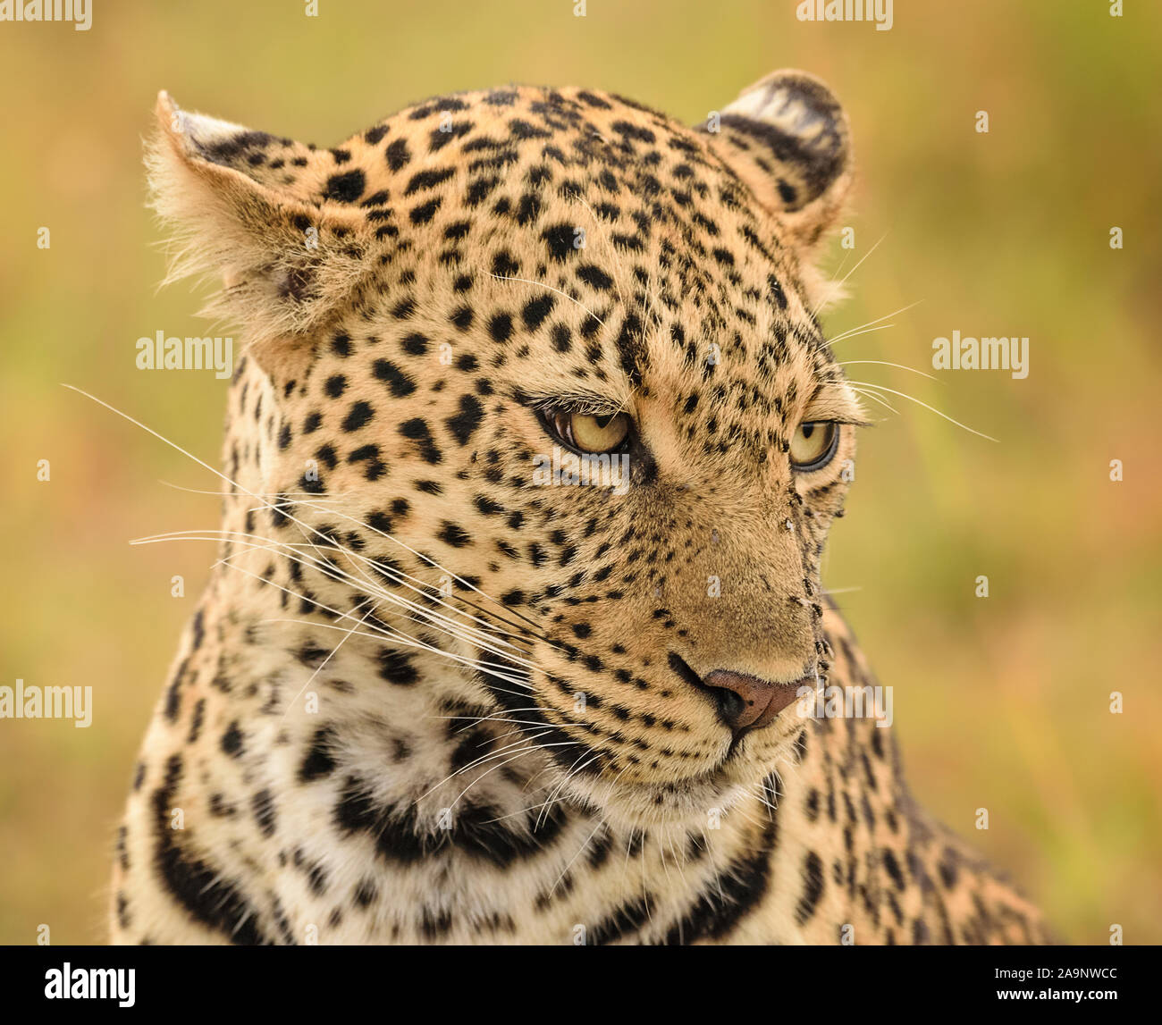 Most beautiful leopard hi-res stock photography and images - Alamy