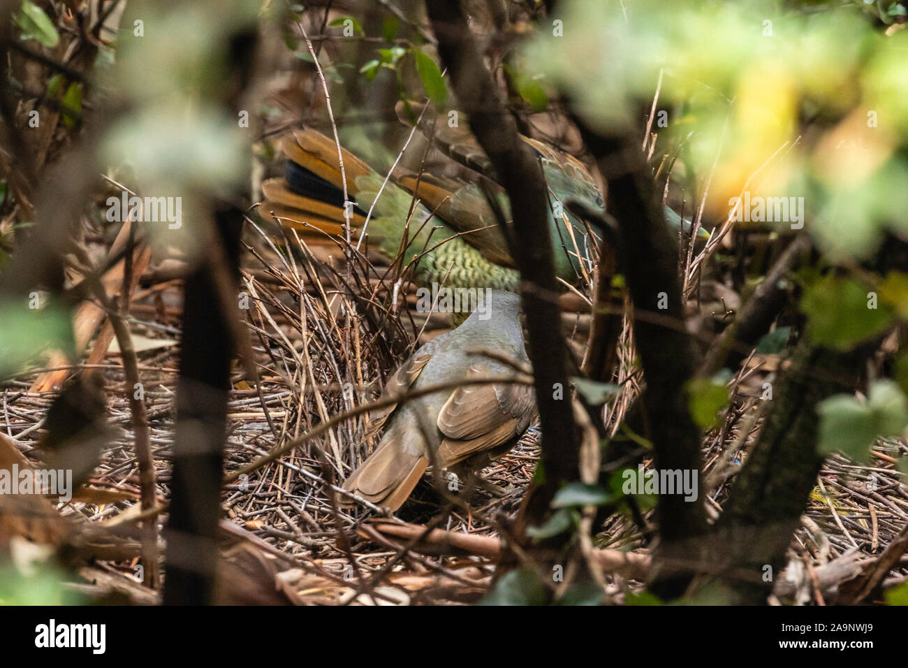 Satin Bowerbirds practicing mating dance at Red Hill Nature Reserve ...