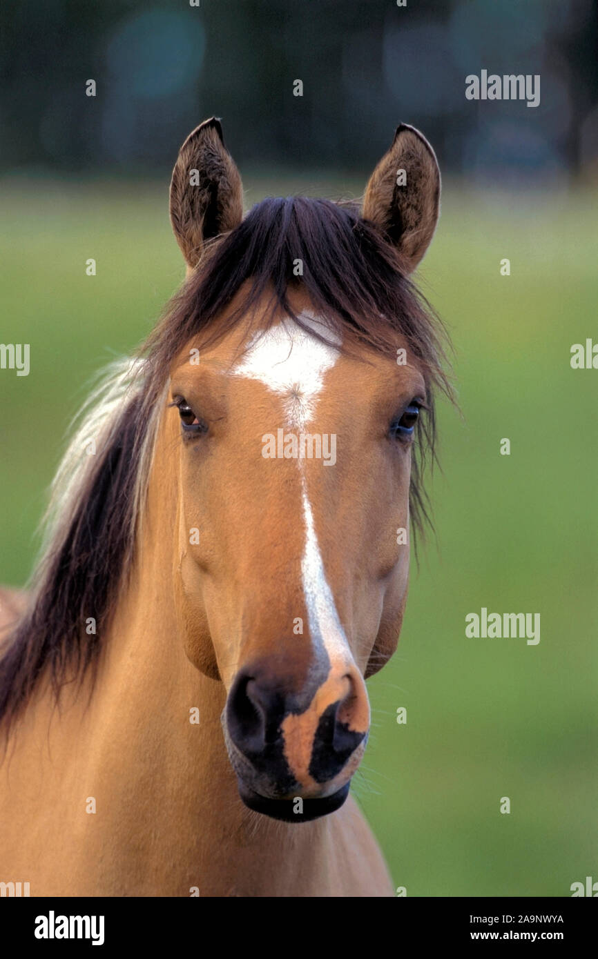 Quarter Horse Head Breyer Ideal Quarter Horse ~ Progeny Of King P 234