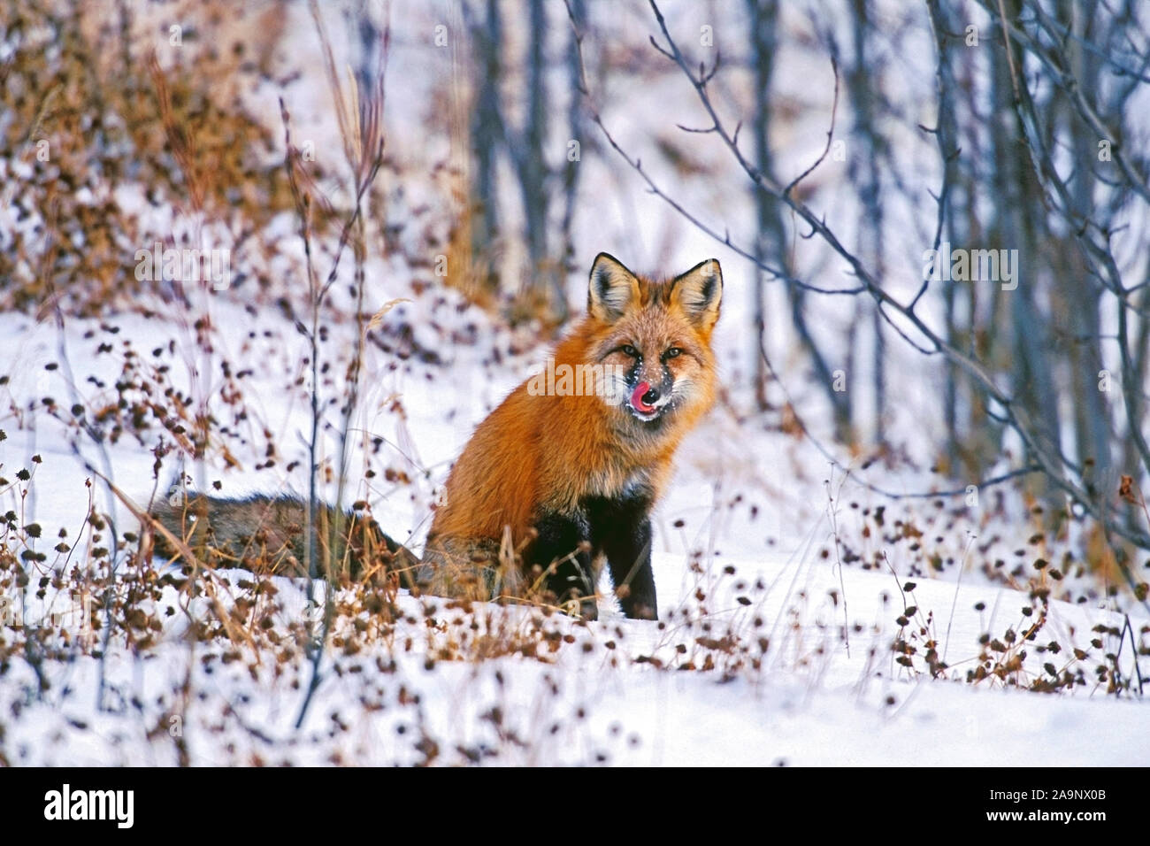 Red fox sitting on snow hi-res stock photography and images - Alamy