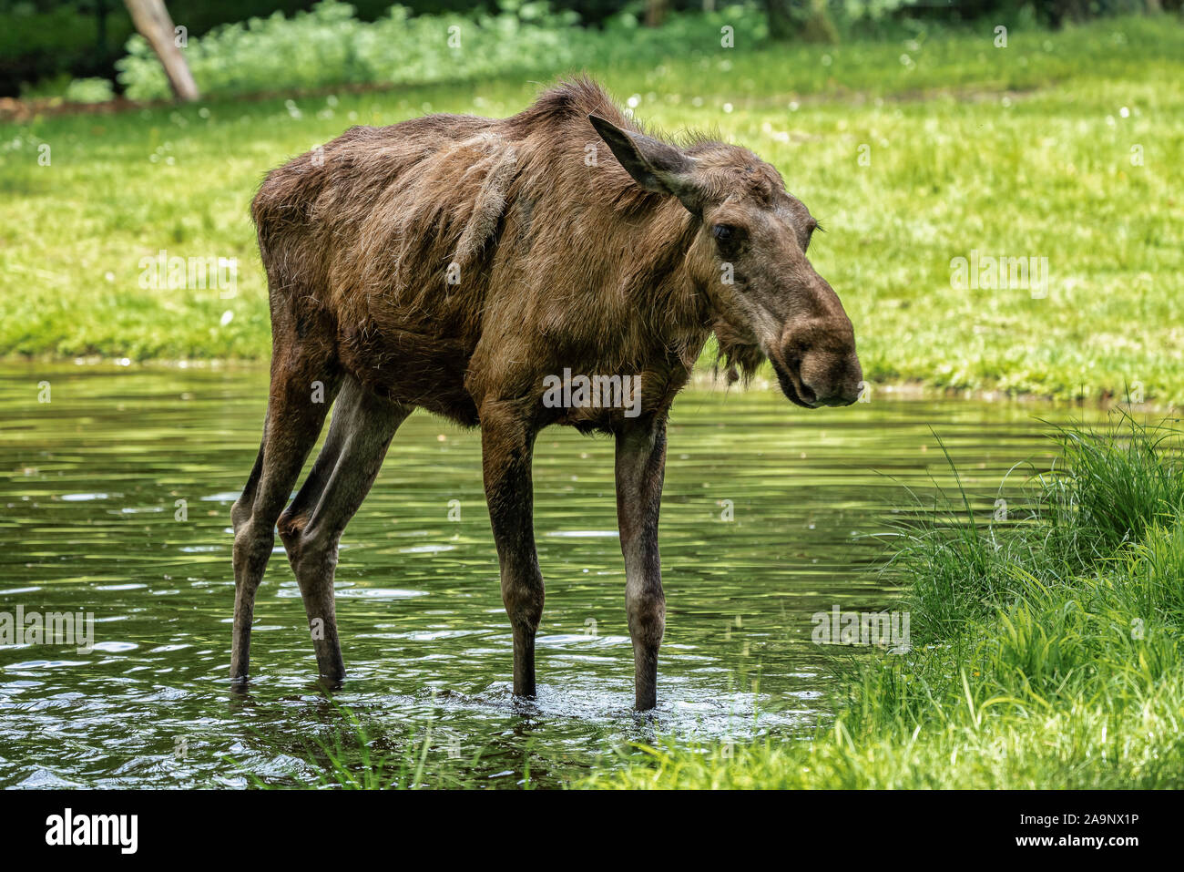 European Moose, Alces alces, also known as the elk Stock Photo - Alamy