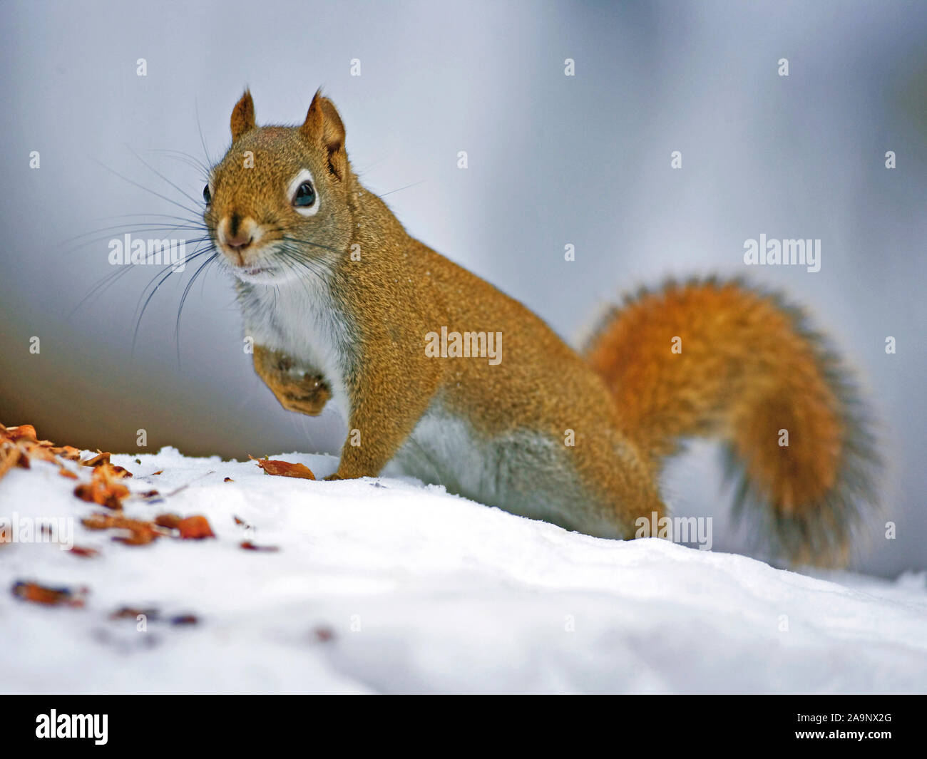 Red squirrel is standing in the snow hi-res stock photography and ...