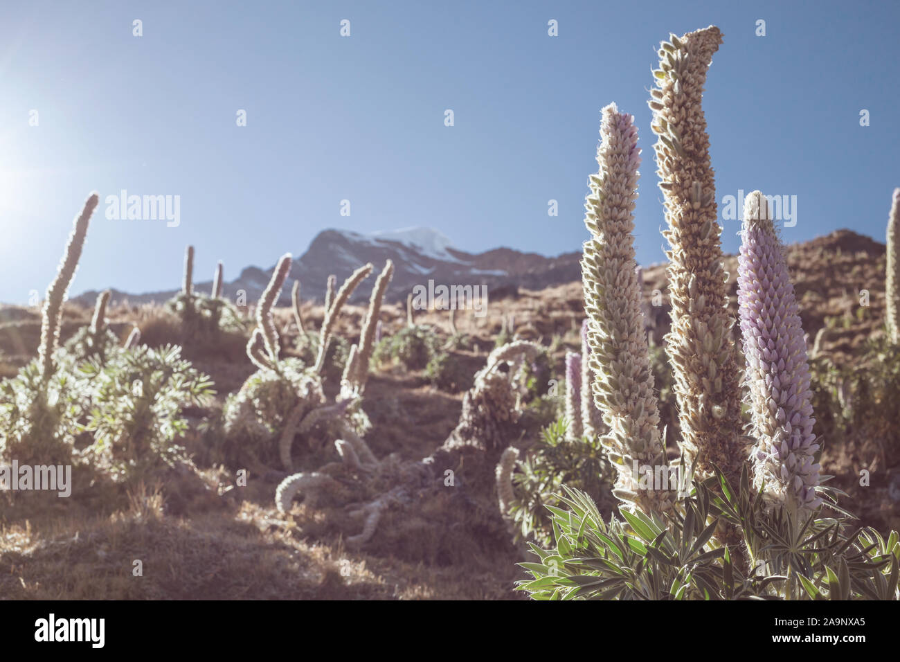 Beautiful flowers in Cordillera Huayhuash mountains, Peru, South ...