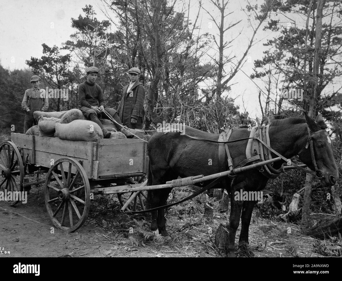 Early 1900s horse drawn wagon Black and White Stock Photos & Images - Alamy