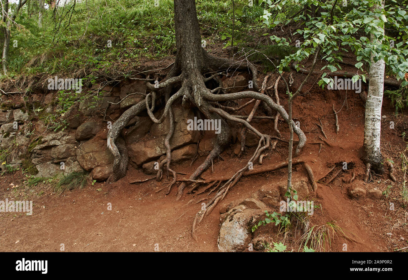 Tree Roots Growing Through Rock High Resolution Stock Photography and ...