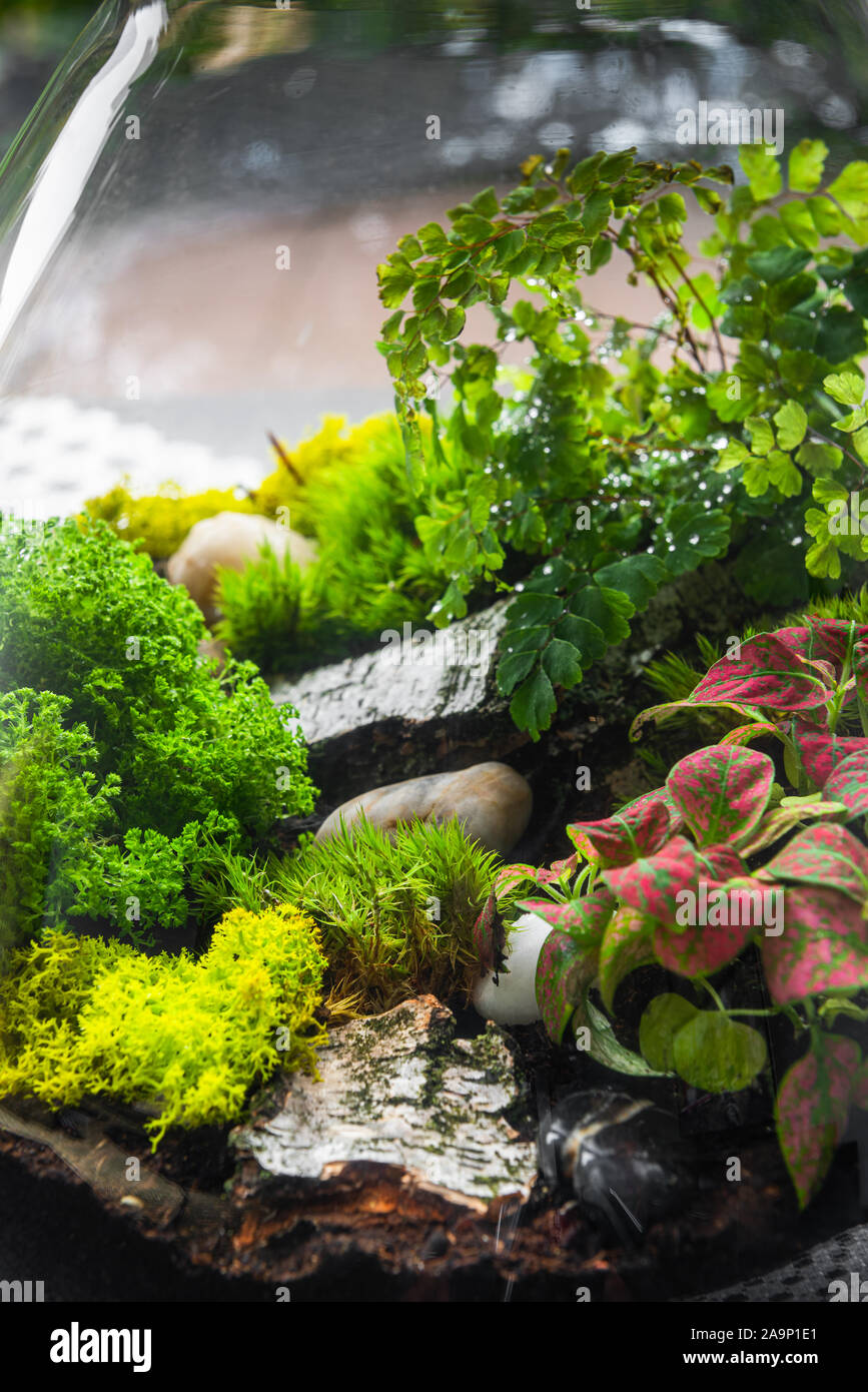 Forest in Jar Modern Ecosystem Decoration for Interiors Stock Photo - Alamy