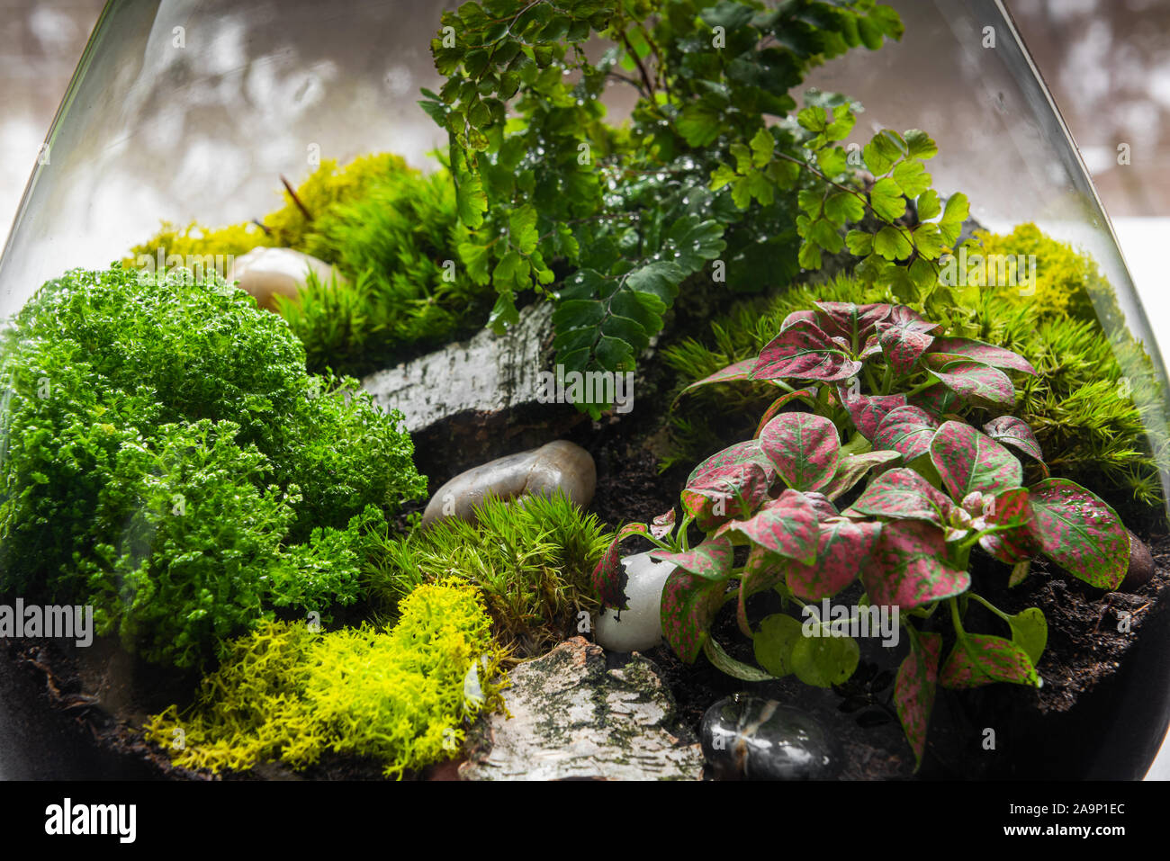 Ecosystem Forest in Jar. Modern Interior Decor Stock Photo - Alamy