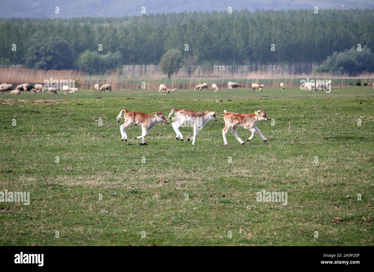 Calves cattle run hi-res stock photography and images - Alamy