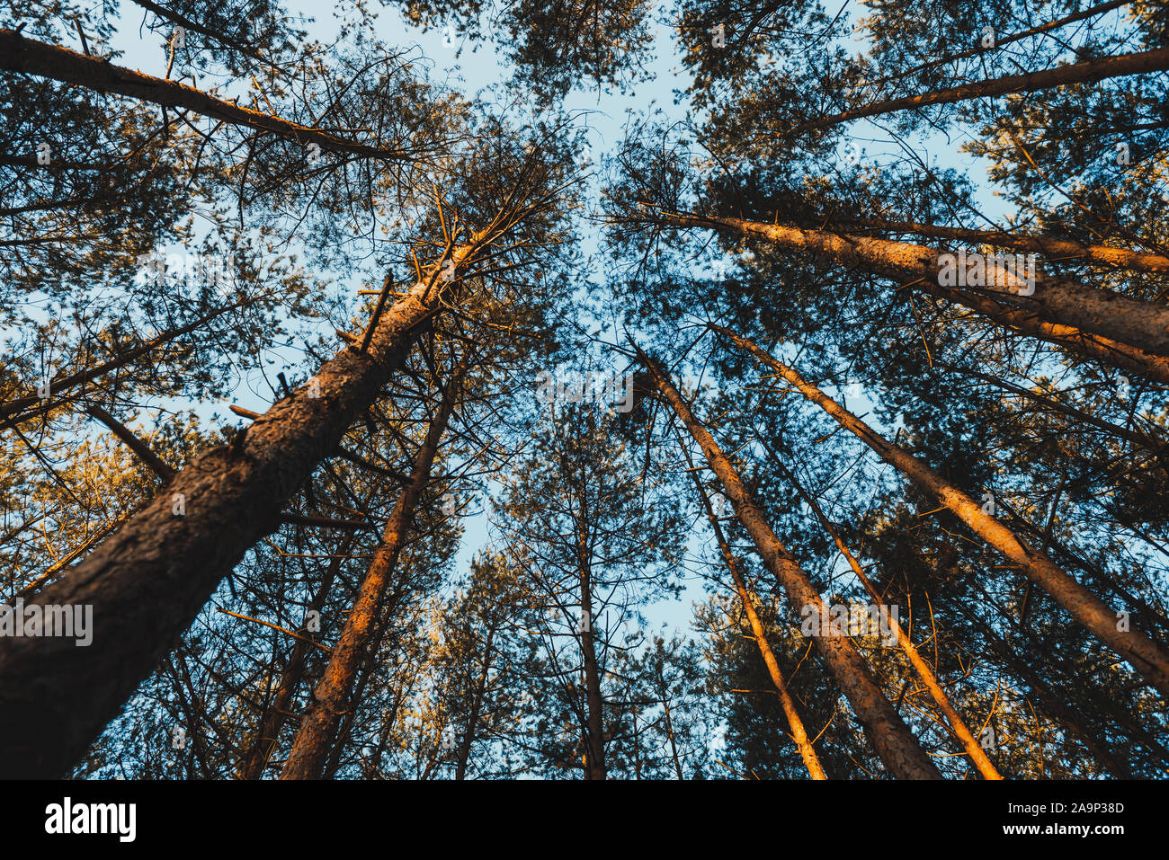 Pine Trees Tops Seen From Frog Perspective Stock Photo - Alamy