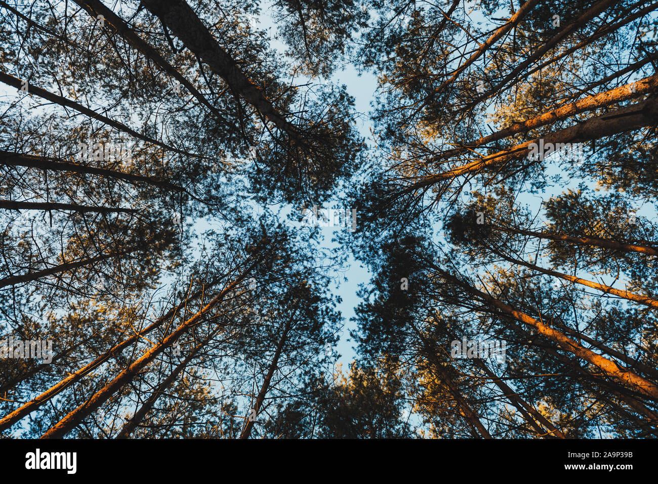 Pine Trees Tops Seen From Frog Perspective Stock Photo - Alamy