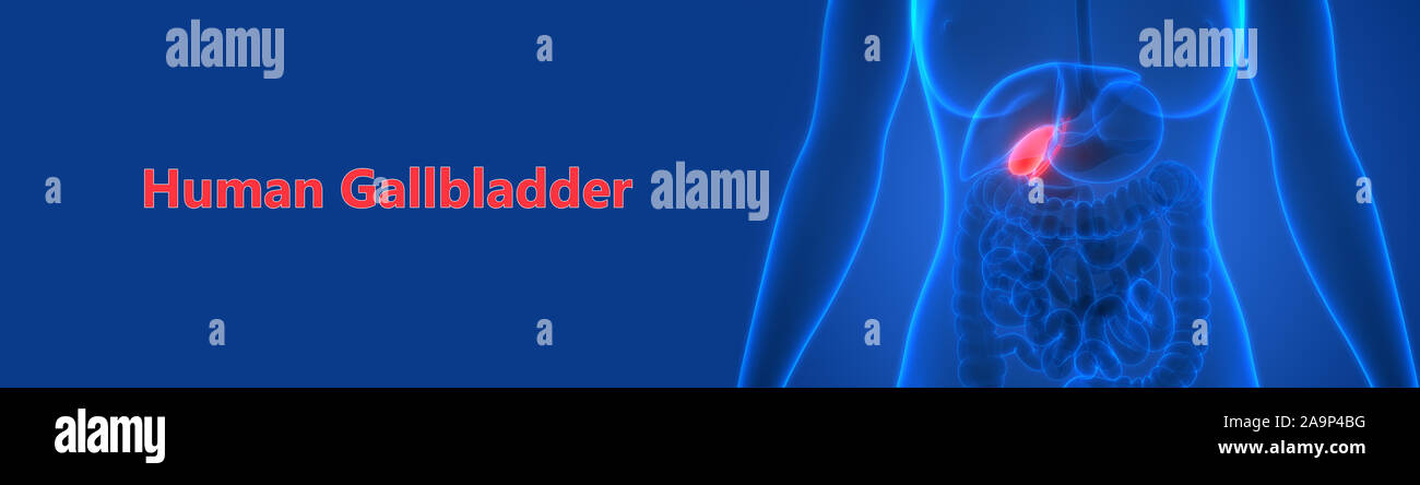 Gallstones hi-res stock photography and images - Alamy