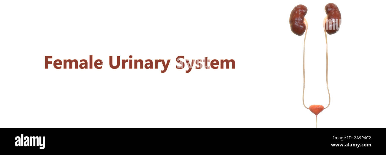 Human Urinary System Anatomy Stock Photo - Alamy
