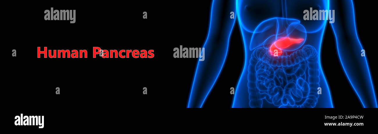 Human Internal Organ Pancreas Anatomy Stock Photo - Alamy