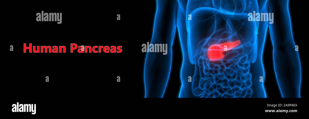 Human Internal Organ Pancreas Anatomy Stock Photo - Alamy