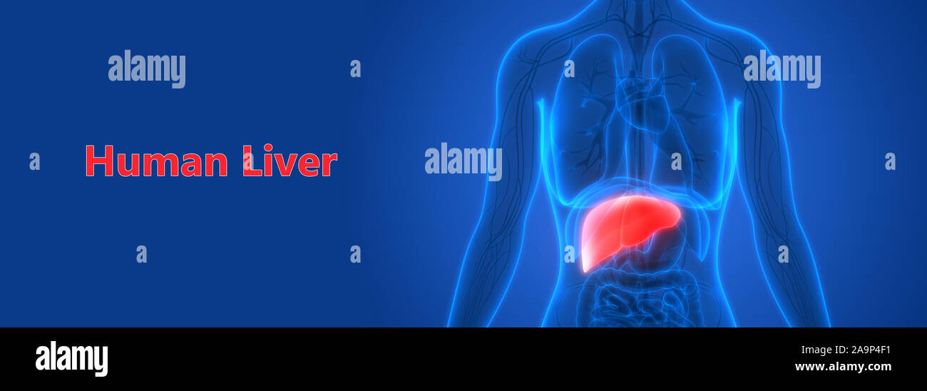 Human Internal Digestive Organ Liver Anatomy Stock Photo - Alamy