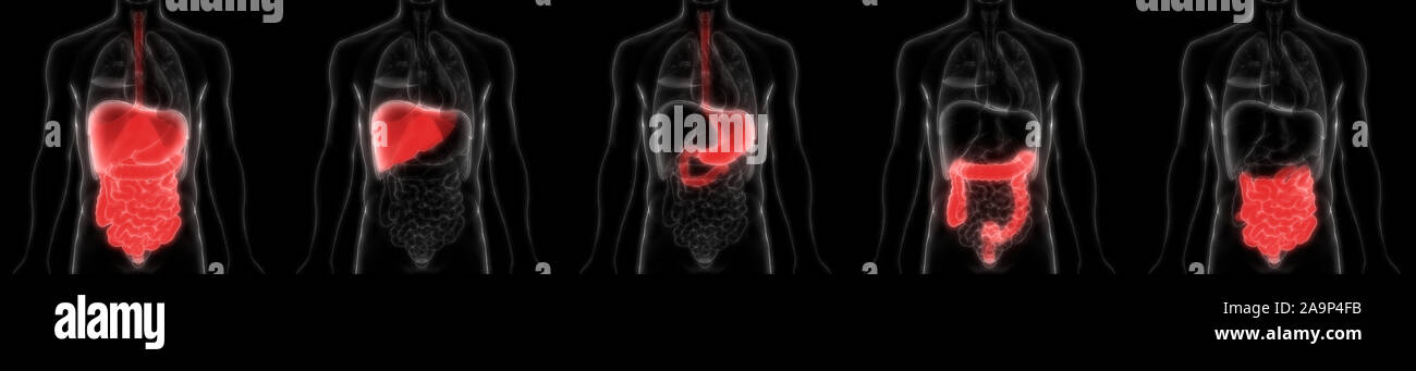 Human Digestive System Anatomy Stock Photo - Alamy