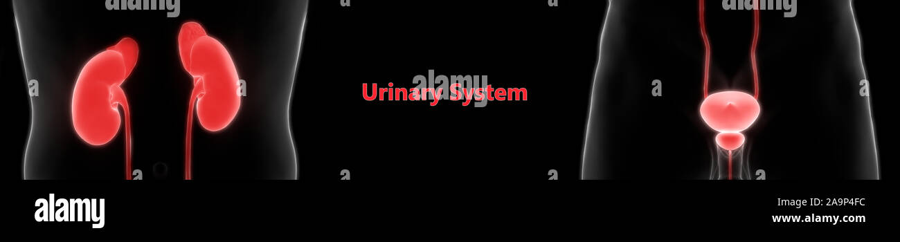 Human Urinary System Anatomy Stock Photo - Alamy