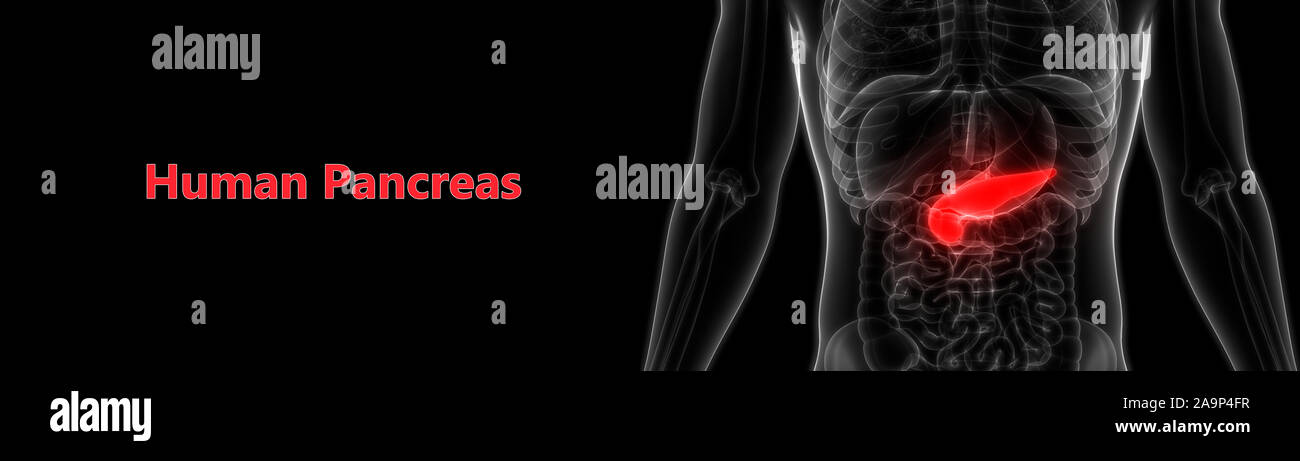 Human Internal Organ Pancreas Anatomy Stock Photo - Alamy