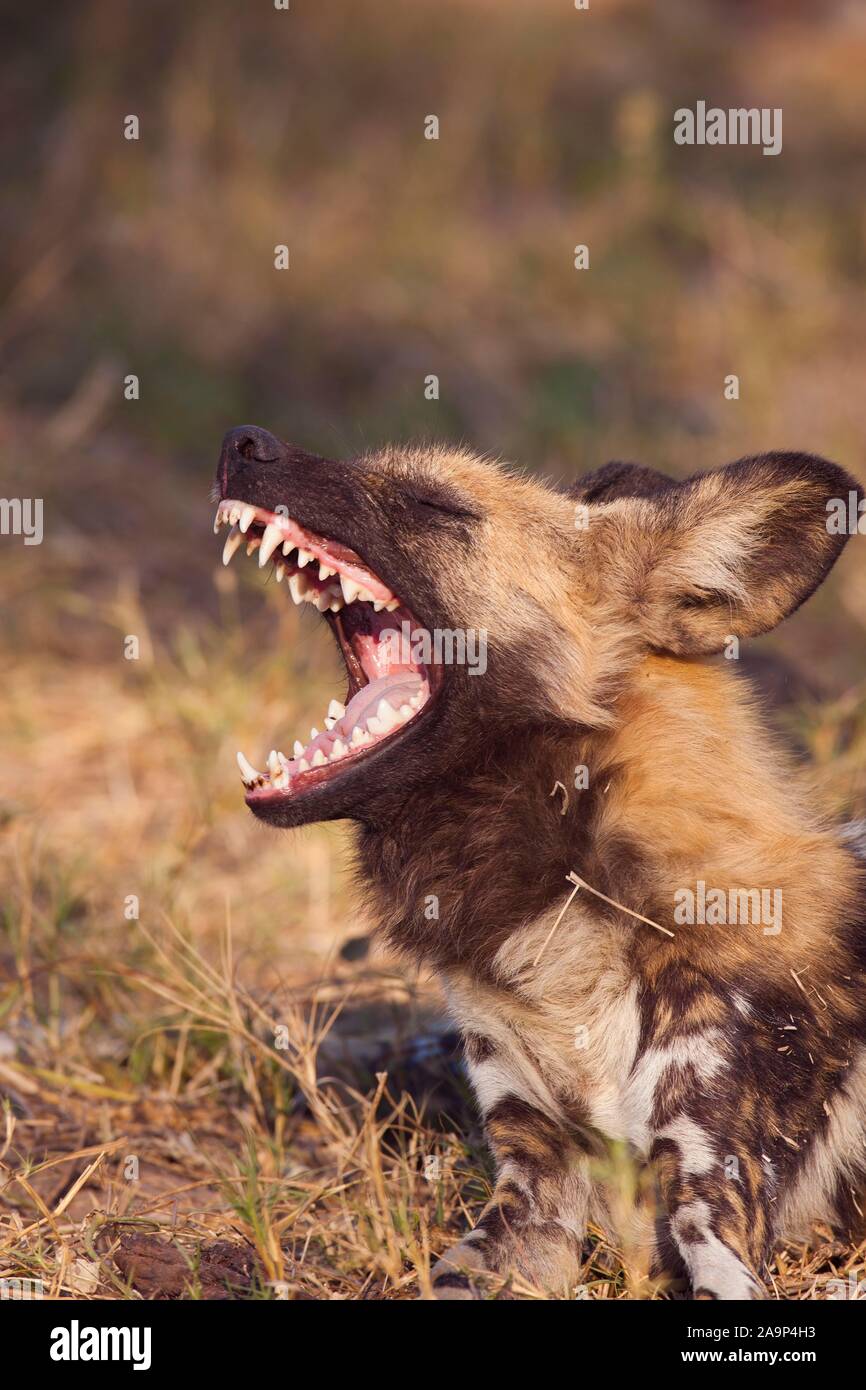 Yawning animal hi-res stock photography and images - Alamy