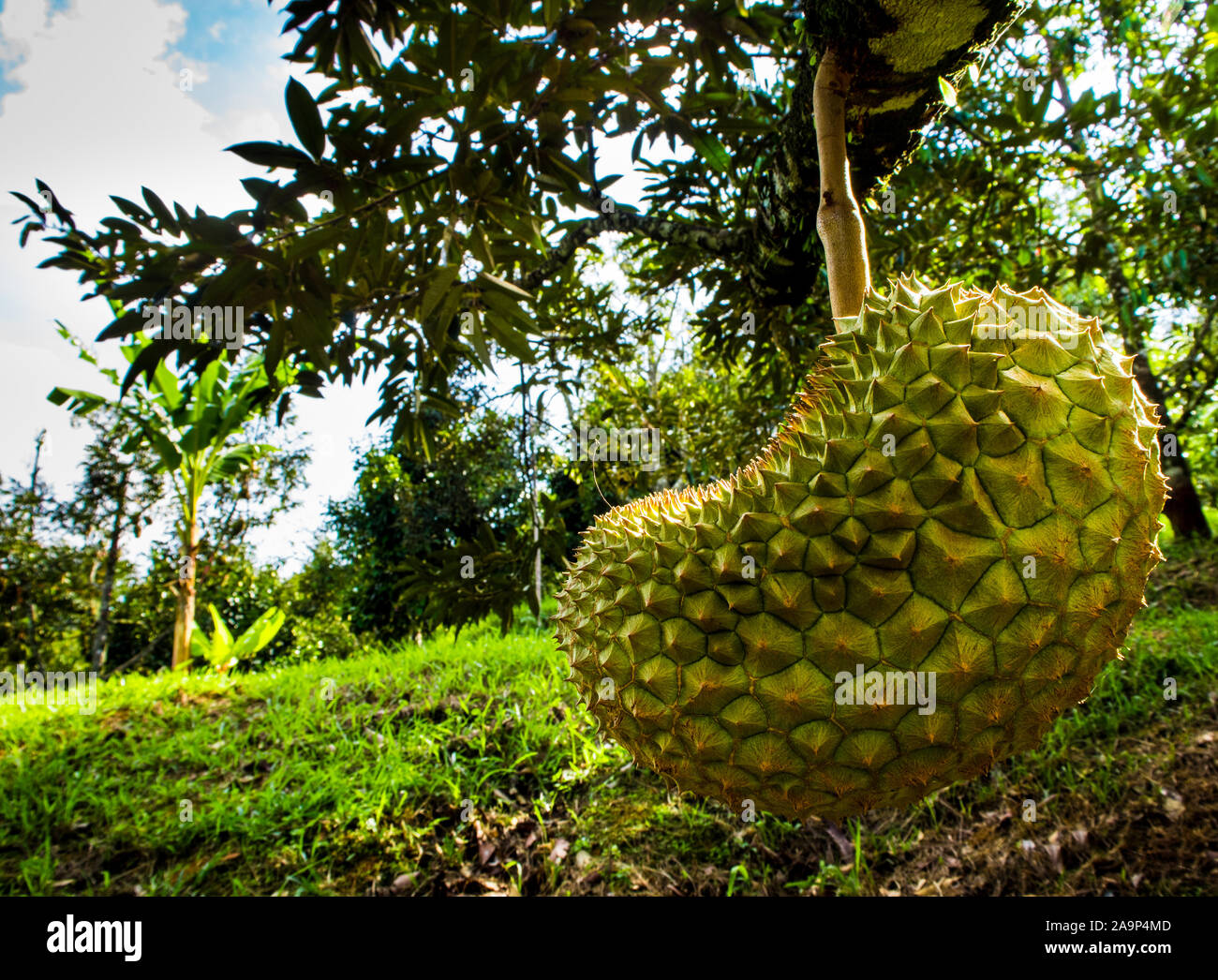 Large durian hanging on the branches of durian trees Stock Photo - Alamy