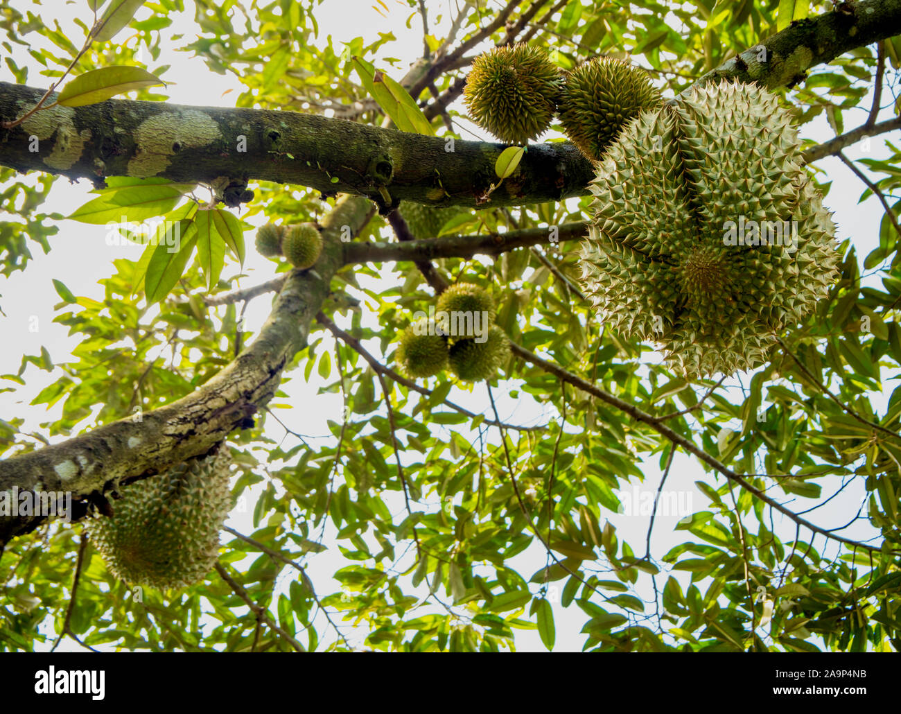 Big durian on the tree orchard Stock Photo - Alamy