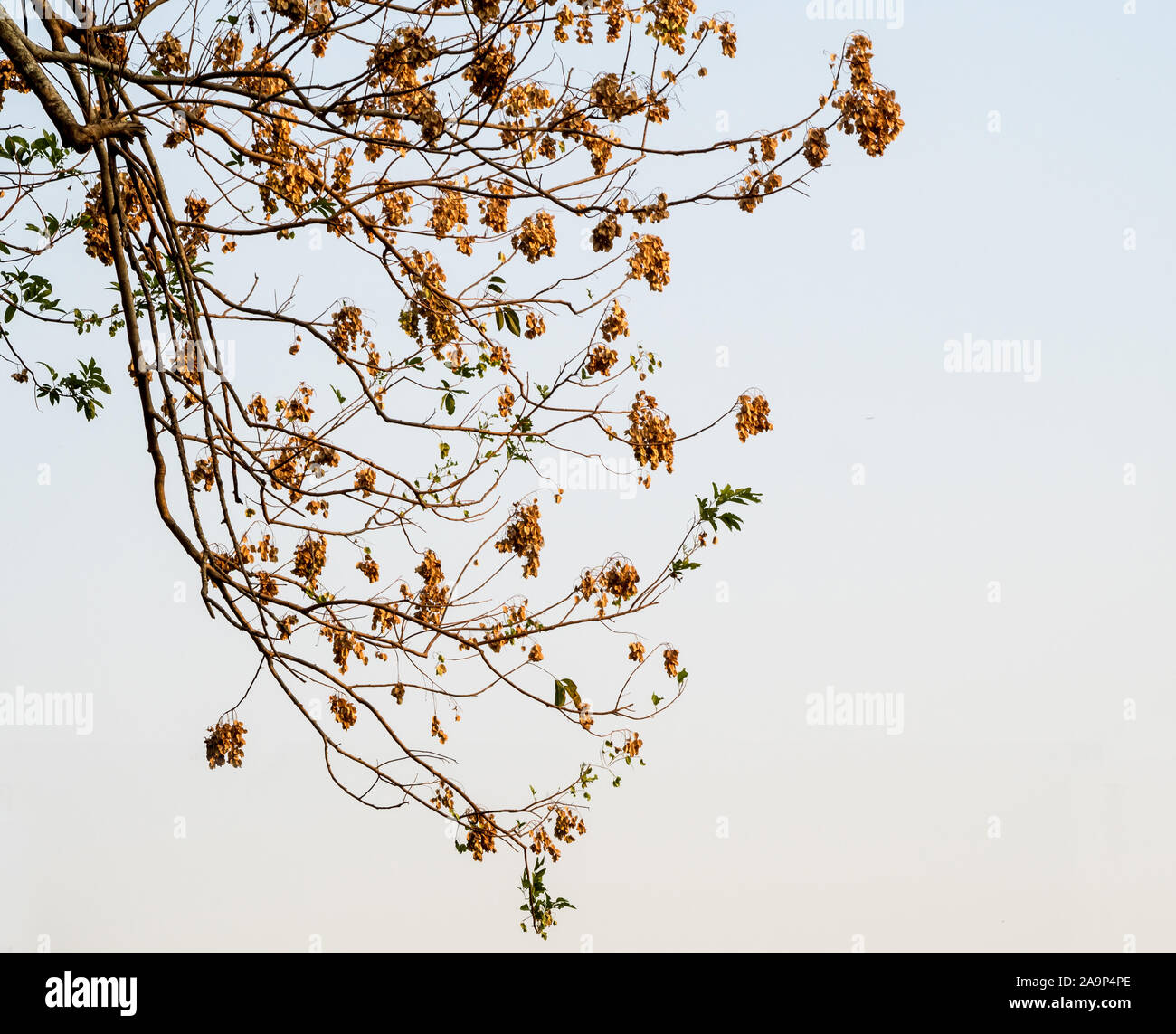 Dried pot of deciduous tree in the summer season Stock Photo - Alamy