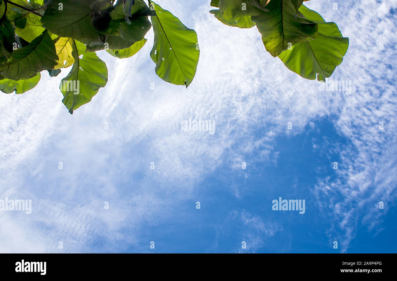 View up to the sky under the teak tree Stock Photo - Alamy