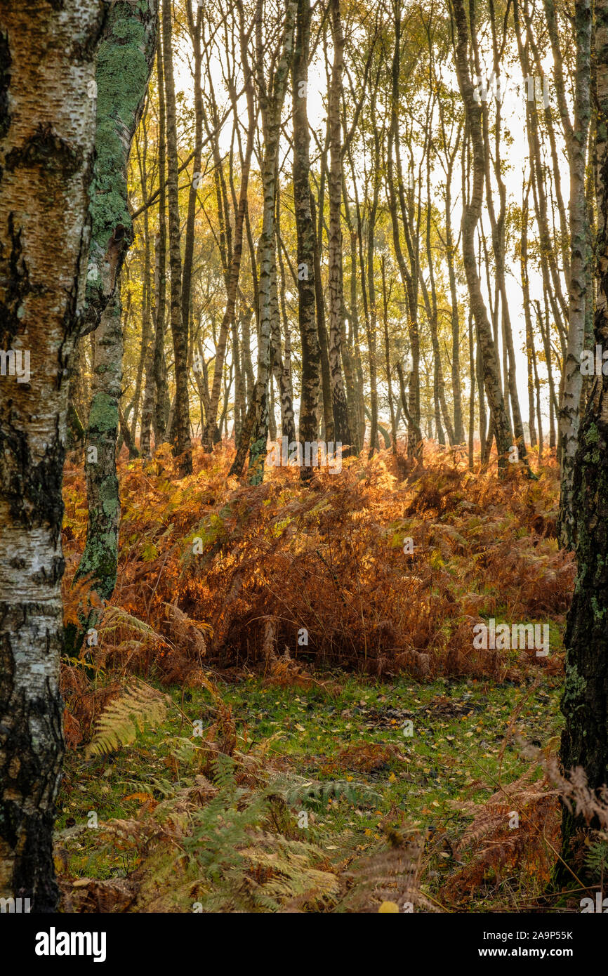 Silver Birch and Bracken Denny Wood The New Forest Hampshire England ...