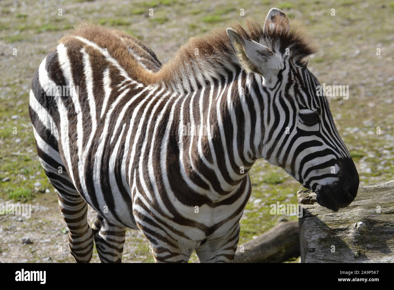 Zebra, Marwell Zoo, Colden Common, Winchester, UK Stock Photo - Alamy