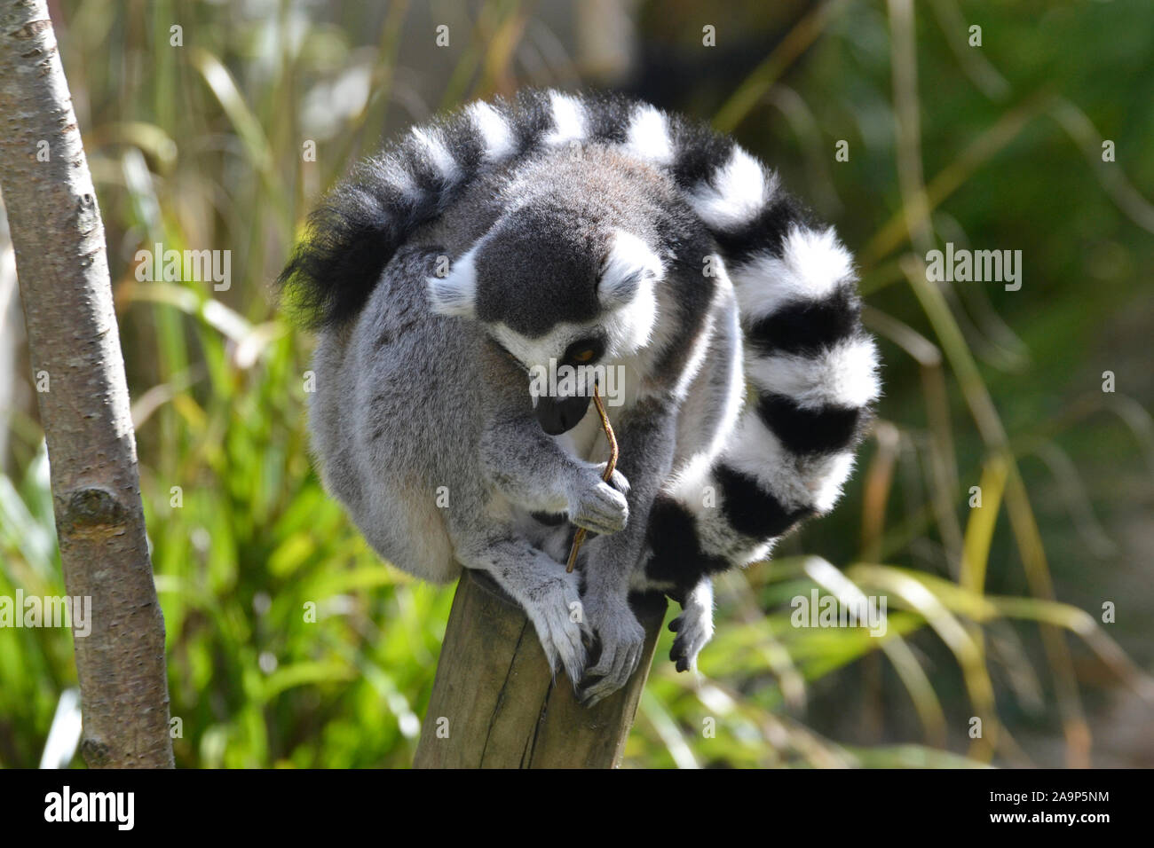 Ring tailed lemur at Marwell Zoo, Colden Common, Winchester, UK Stock ...