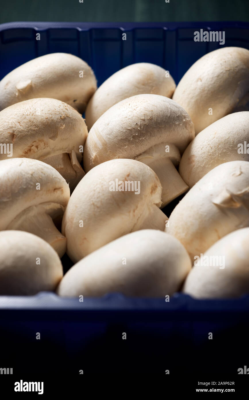 Mushrooms on a blue box Stock Photo - Alamy