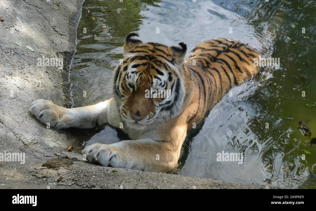 Tiger having a dip in the pool at Marwell Zoo, Colden Common ...