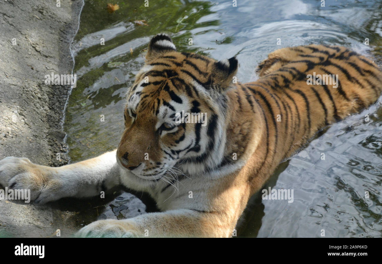 Tiger having a dip in the pool at Marwell Zoo, Colden Common ...